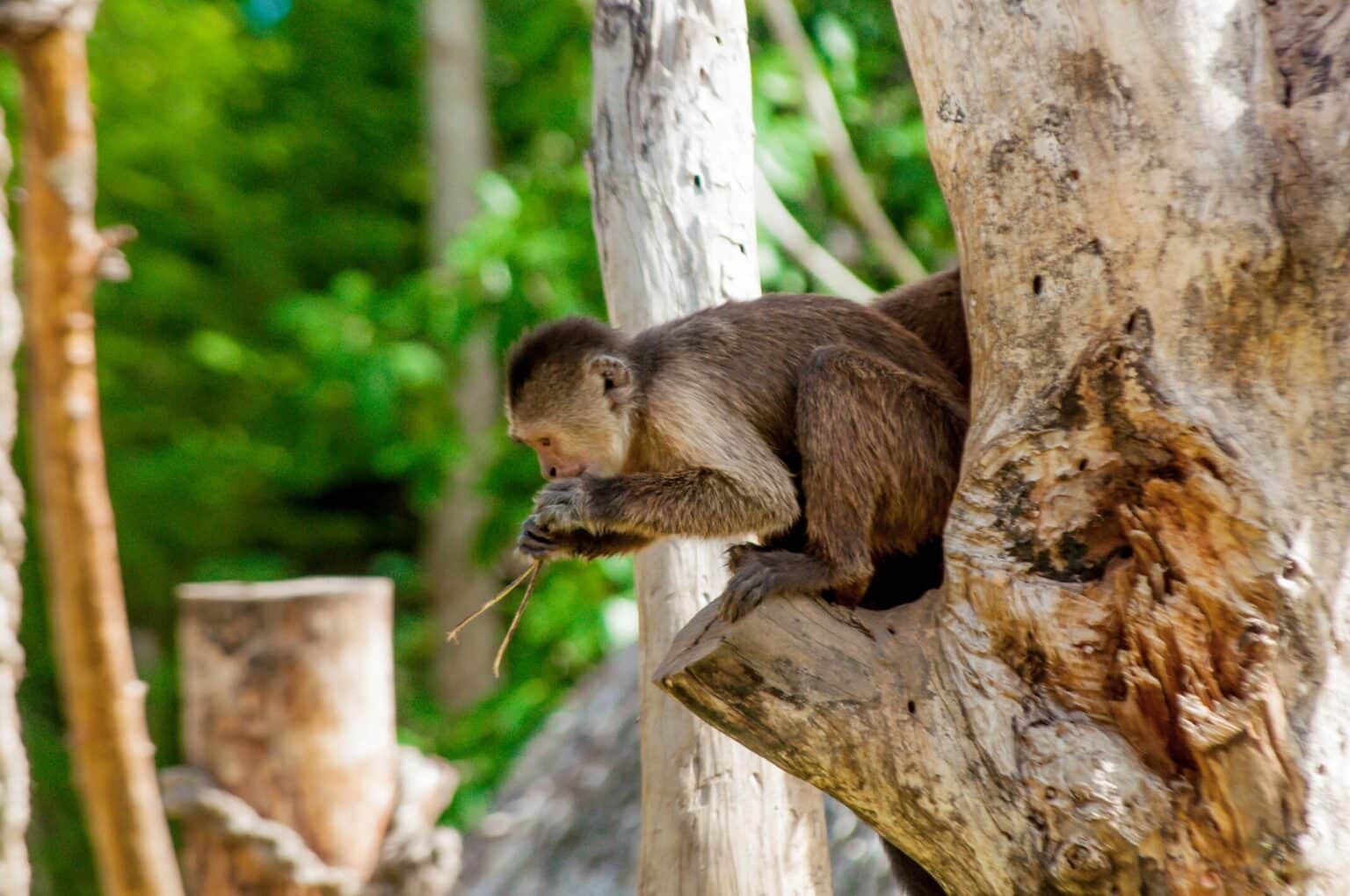 Scape Park | Nature Adventure Park in Punta Cana
