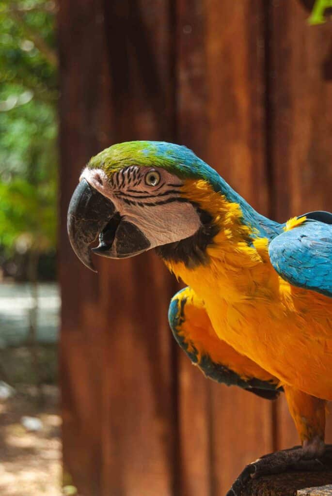 Scape Park | Parque Natural de Aventura en Punta Cana